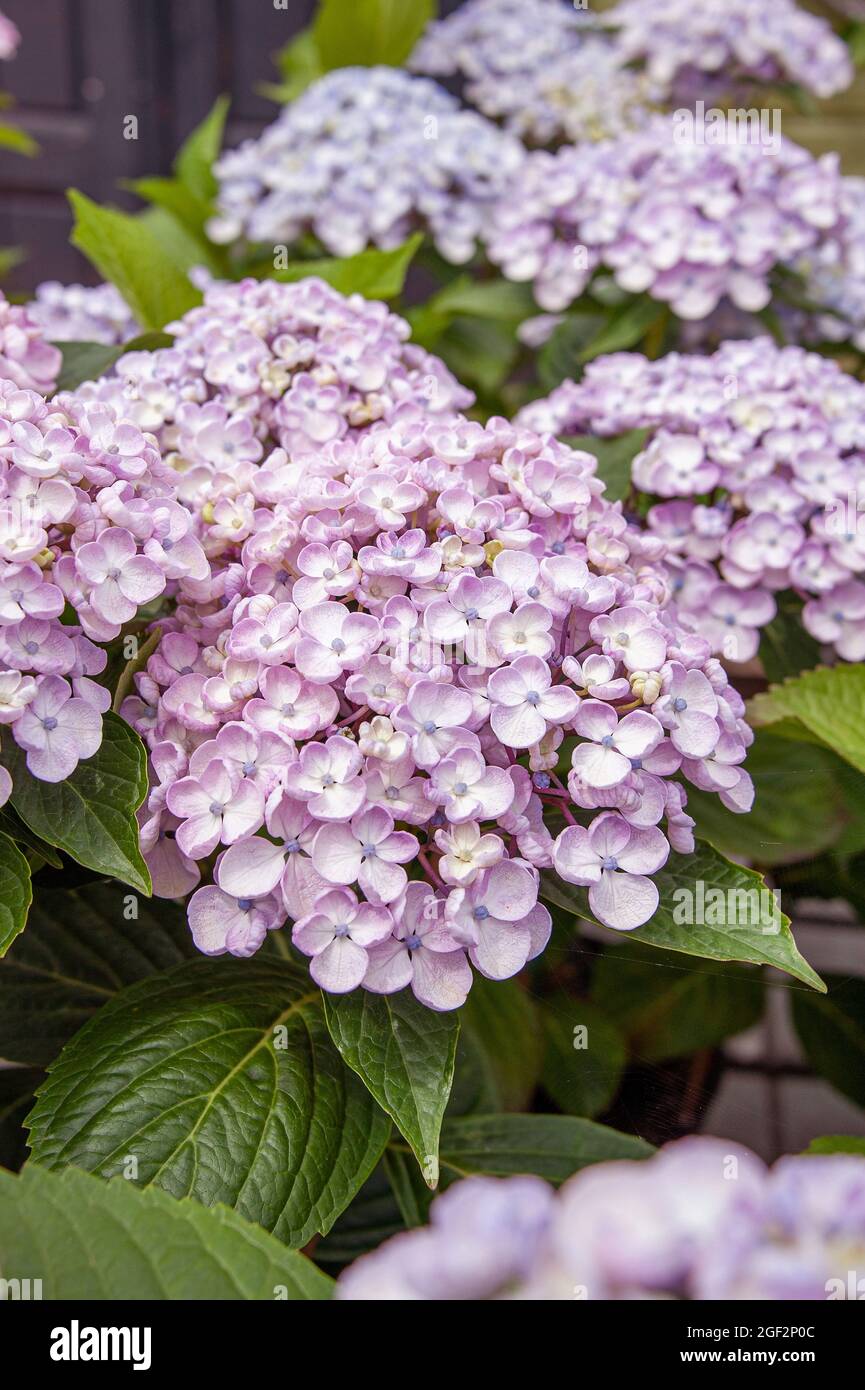 Garden hydrangea, Lace cap hydrangea (Hydrangea macrophylla 'Ayesha ...