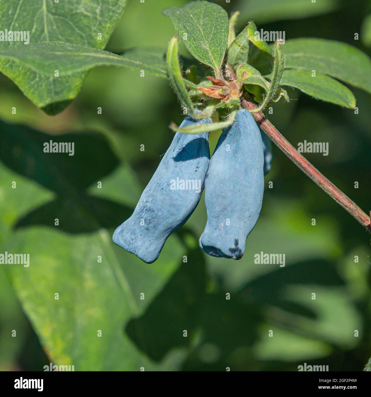 blue-berried honeysuckle, bluefly honeysuckle, sweetberry honeysuckle ...