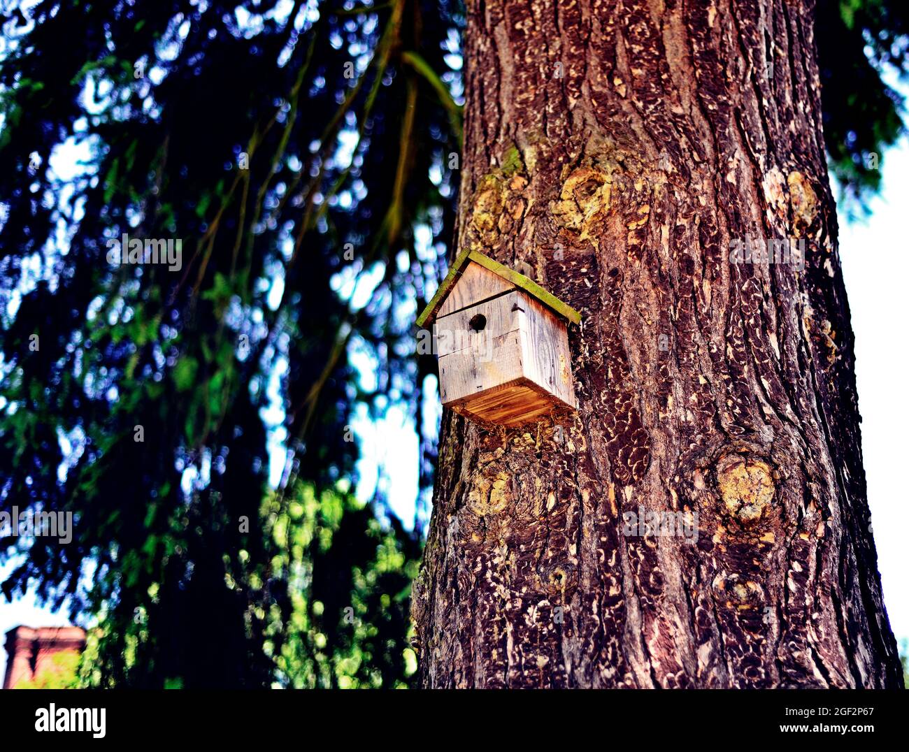 Bird house on a tree Stock Photo - Alamy