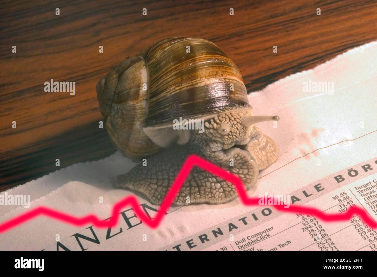 Roman snail, escargot, escargot snail, edible snail, apple snail ...