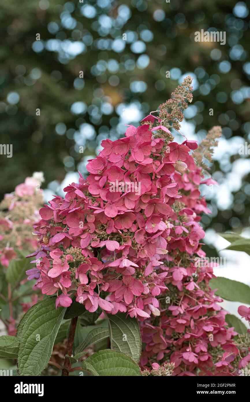 Panicle hydrangea (Hydrangea paniculata 'Pinky Winky', Hydrangea paniculata Pinky Winky ...