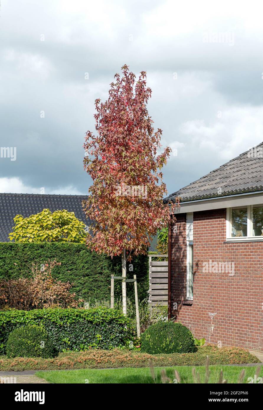 Satin Walnut, Sweet Gum, Red Gum (Liquidambar styraciflua 'Slender ...