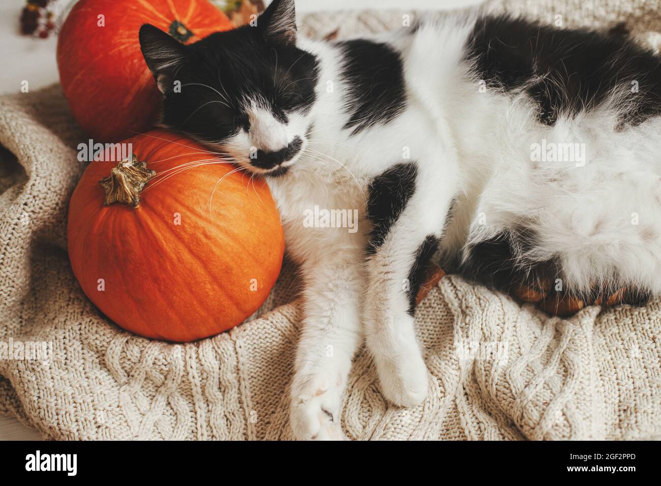Cute cat sleeping on pumpkins and cozy sweaters. Adorable black and ...