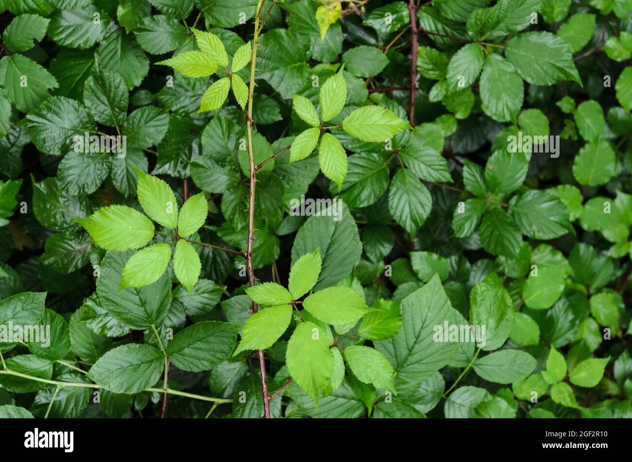 Green leaves of the Rubus idaeus, european raspberry plant Stock Photo ...