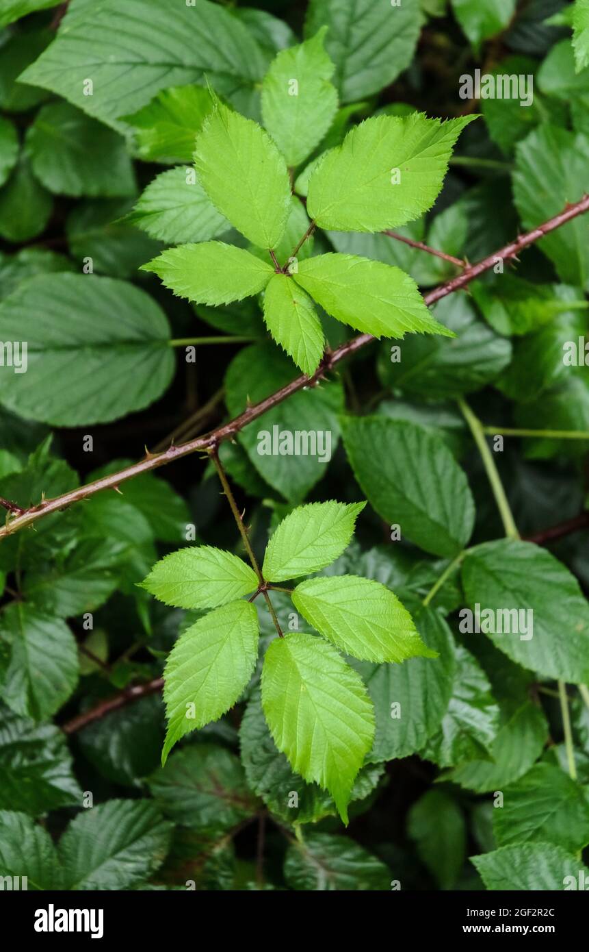 Green leaves of the Rubus idaeus, european raspberry plant Stock Photo ...