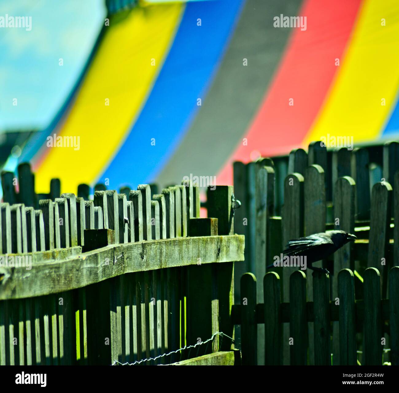 Fence with colorful circus tent on the background and a raven ...