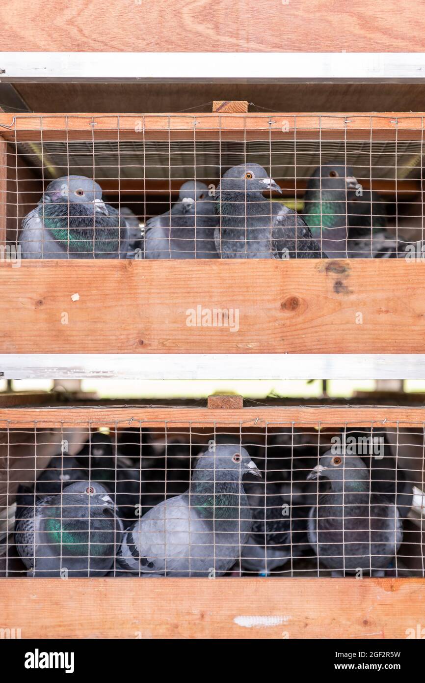 Racing pigeon hi-res stock photography and images - Alamy