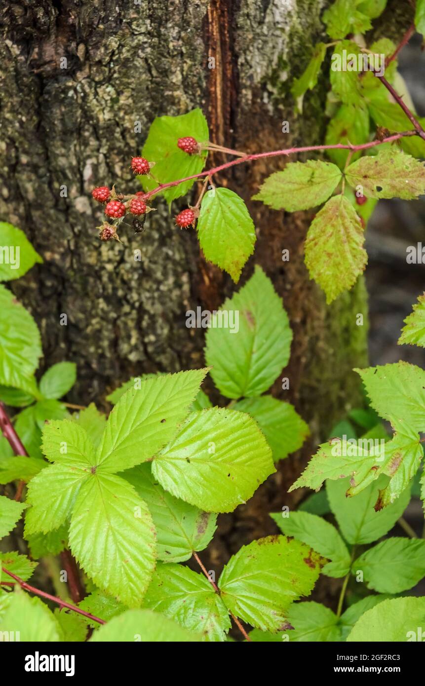 Green leaves of the Rubus idaeus, european raspberry plant Stock Photo ...