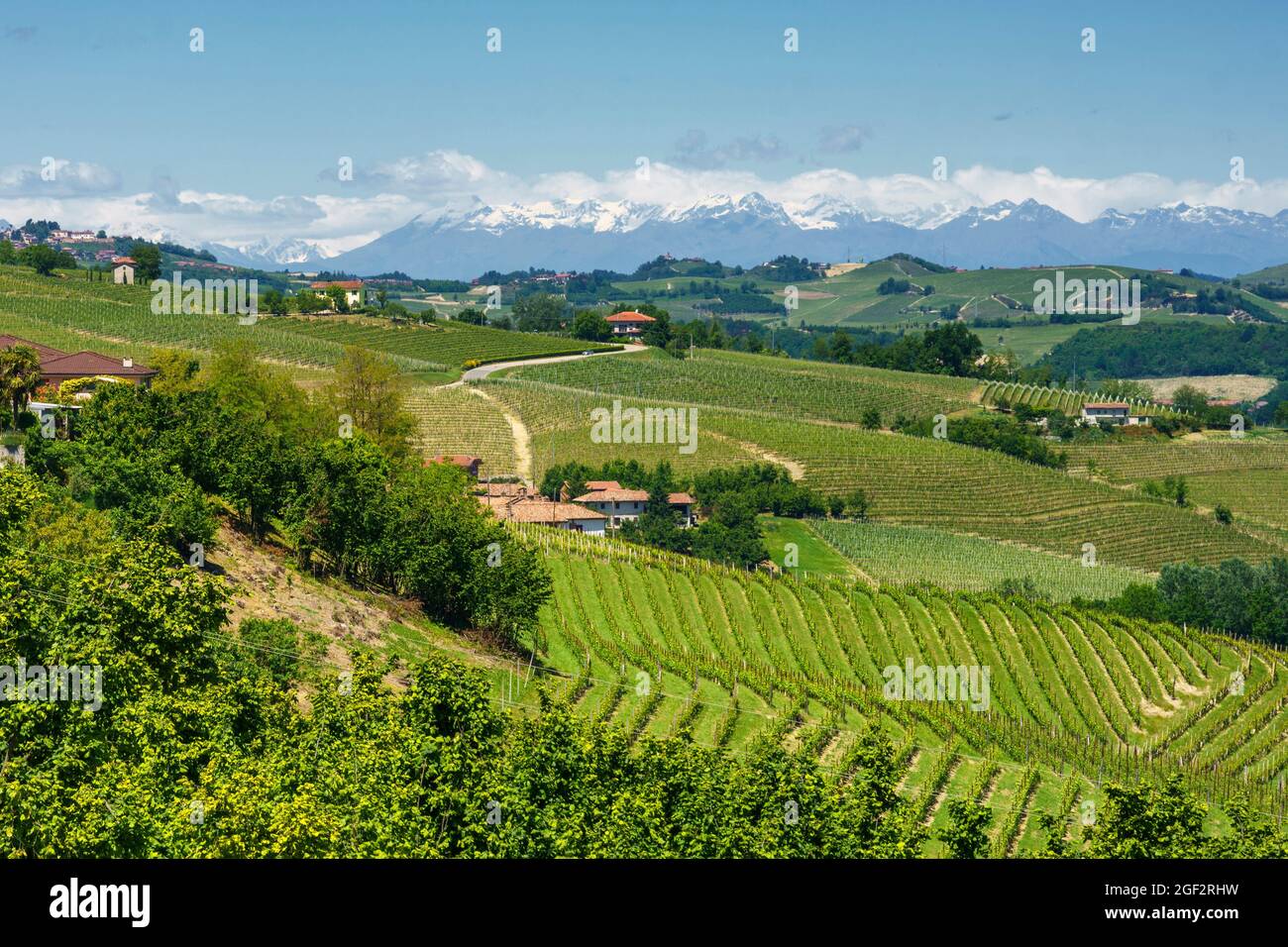Rural landscape of vineyards at springtime in Langhe, Cuneo province ...