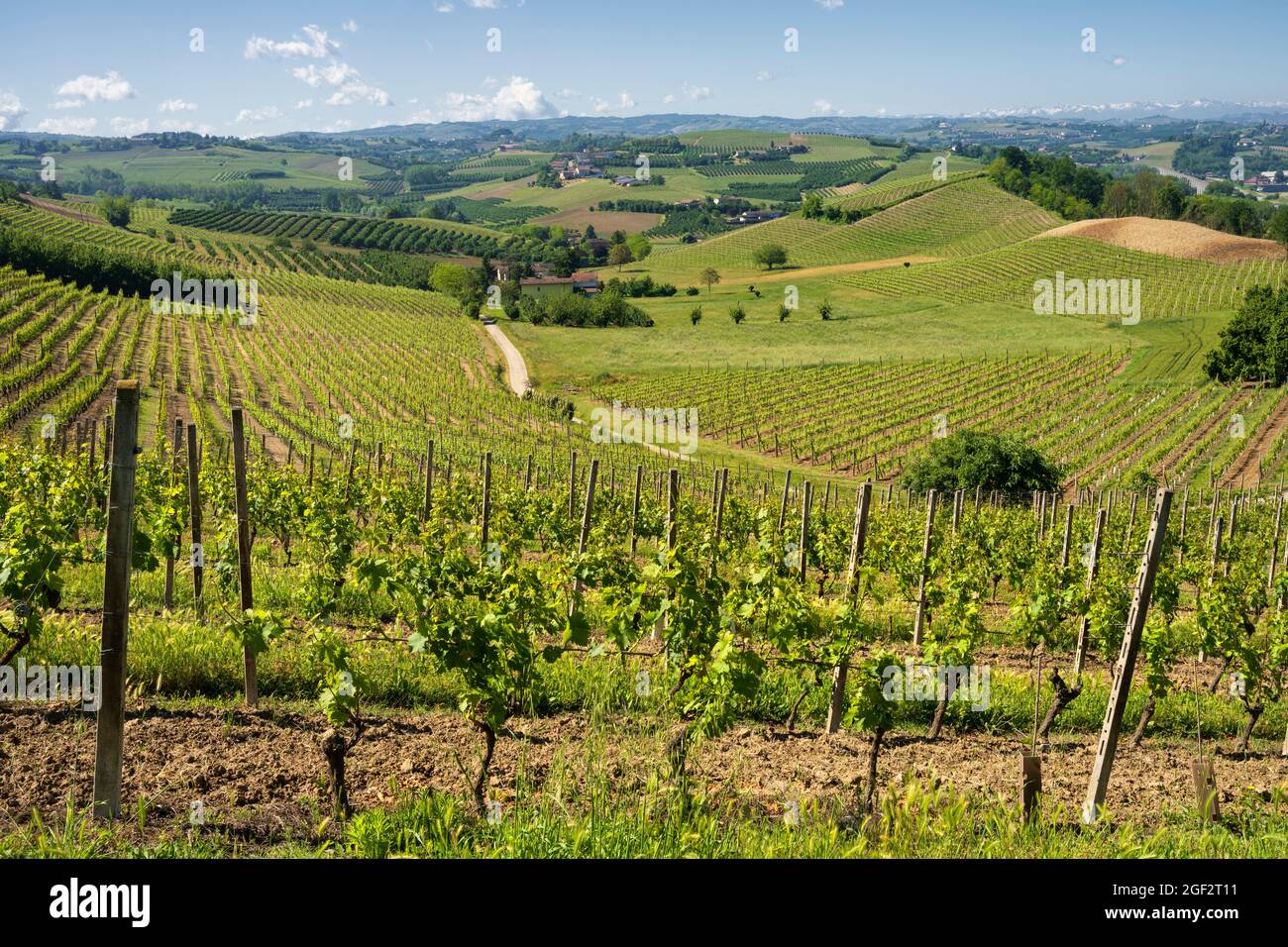 Rural landscape of vineyards at springtime in Langhe, Cuneo province ...