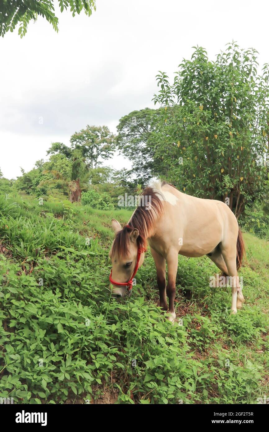 horse ,pony or brown horse is eating some grass on the farm Stock Photo ...