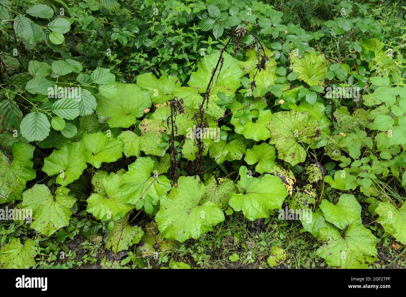 Tussilago farfara, known as coltsfoot, green plant of the groundsel ...