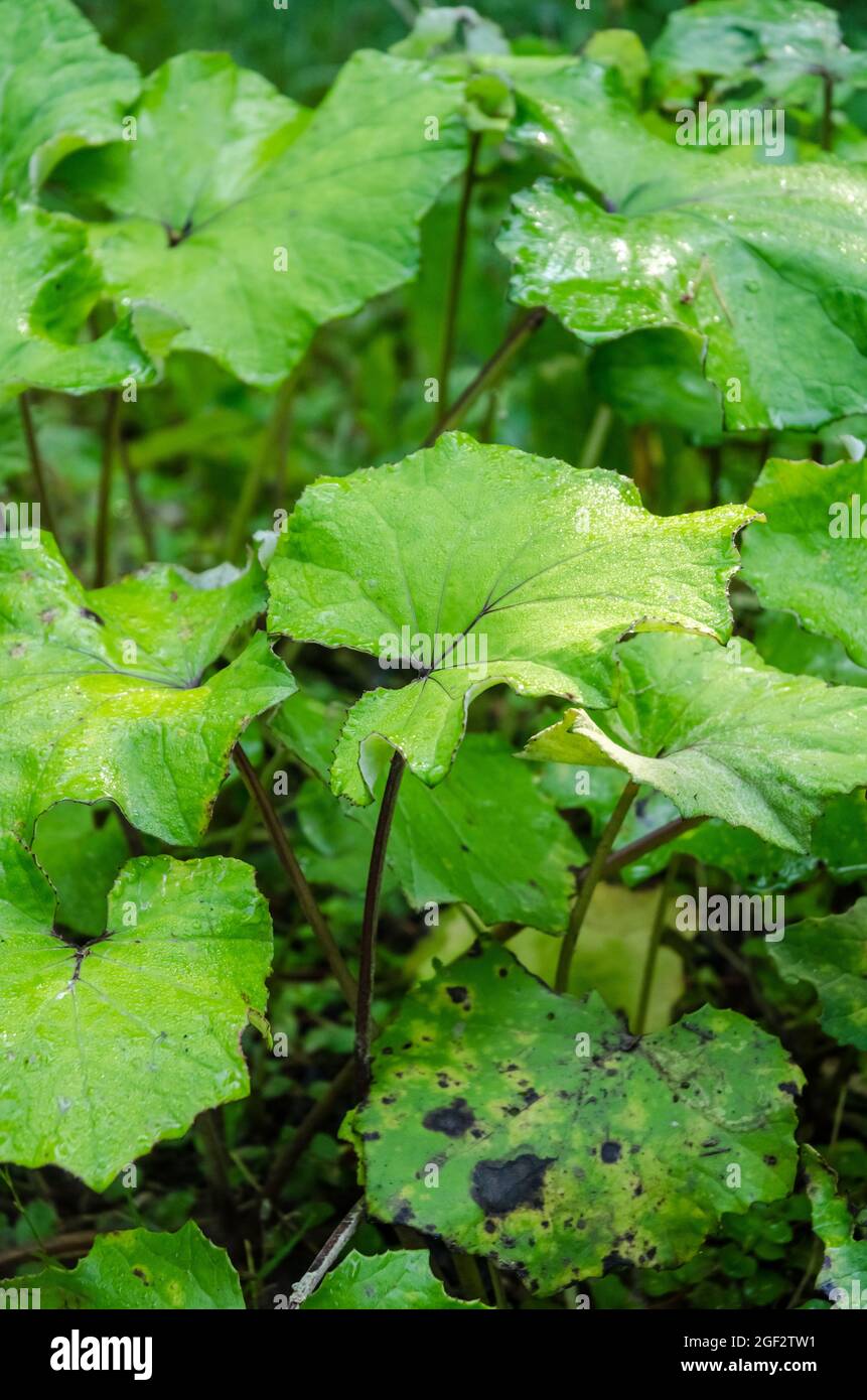 Tussilago farfara, known as coltsfoot, green plant of the groundsel ...