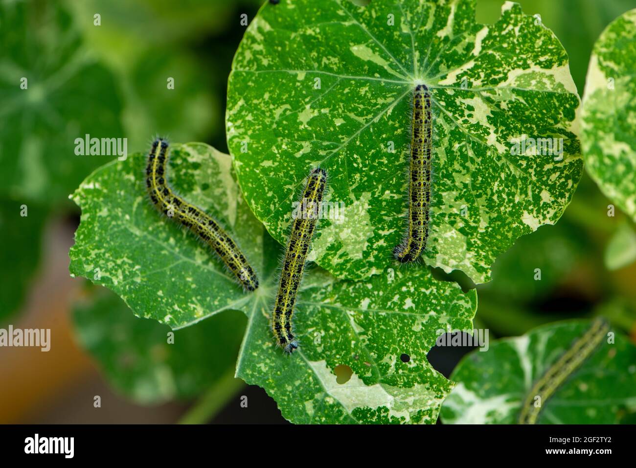 Cabbage caterpillar wasps hi-res stock photography and images - Alamy