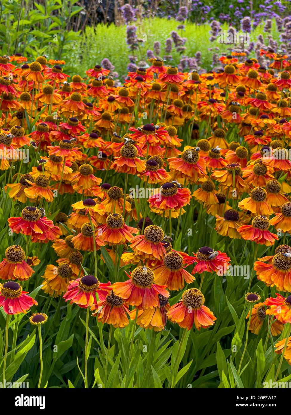 Orange flowers of Helenium Waldtraut growing in a UK garden Stock Photo ...