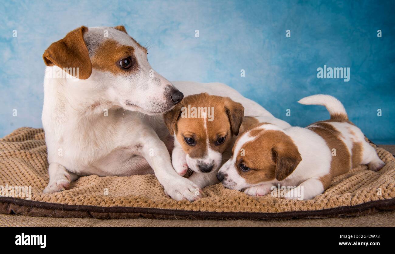 Female Jack russell terrier with puppies on a blanket, horizontal Stock ...
