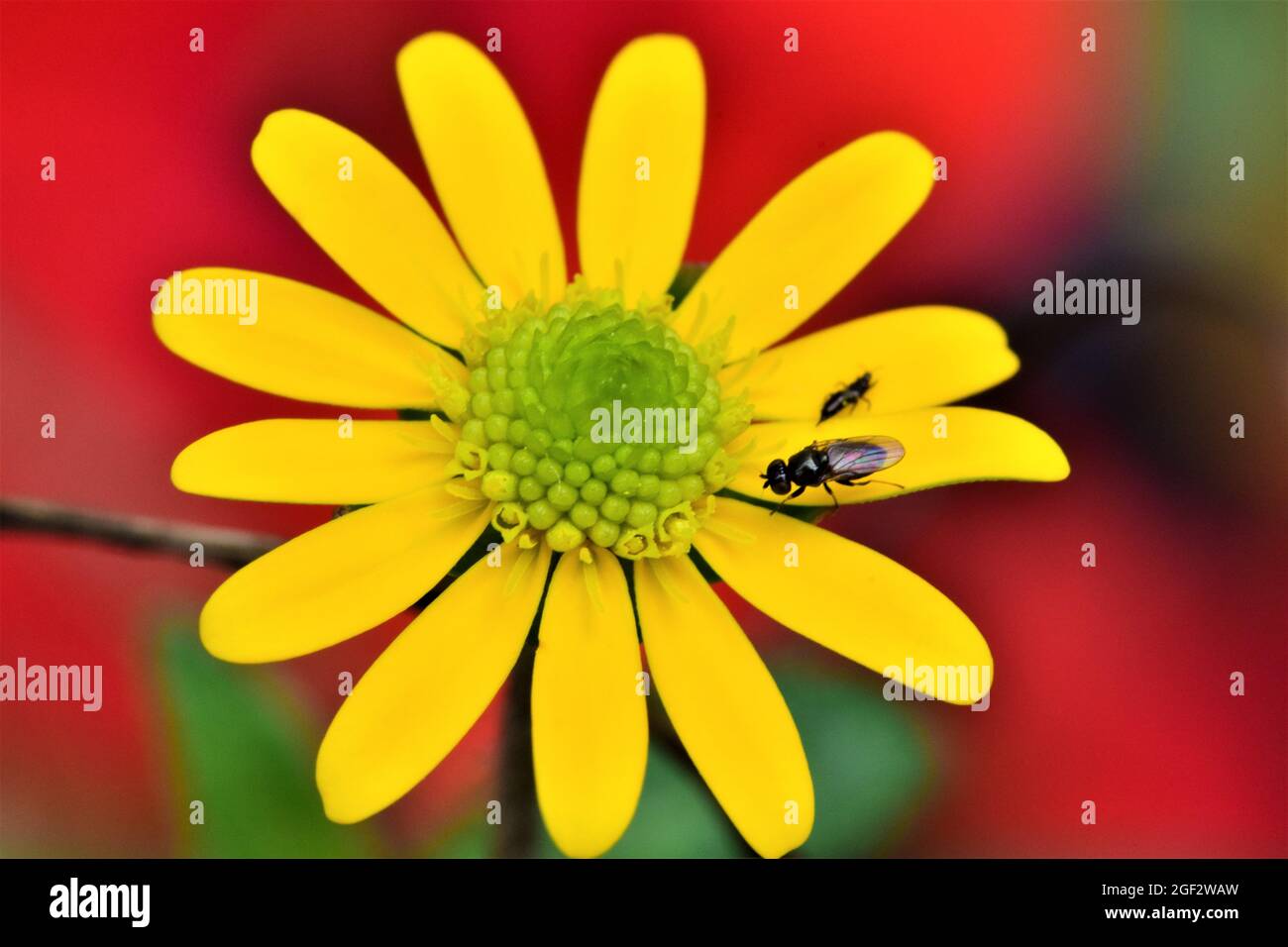 Black and yellow fly hi-res stock photography and images - Alamy