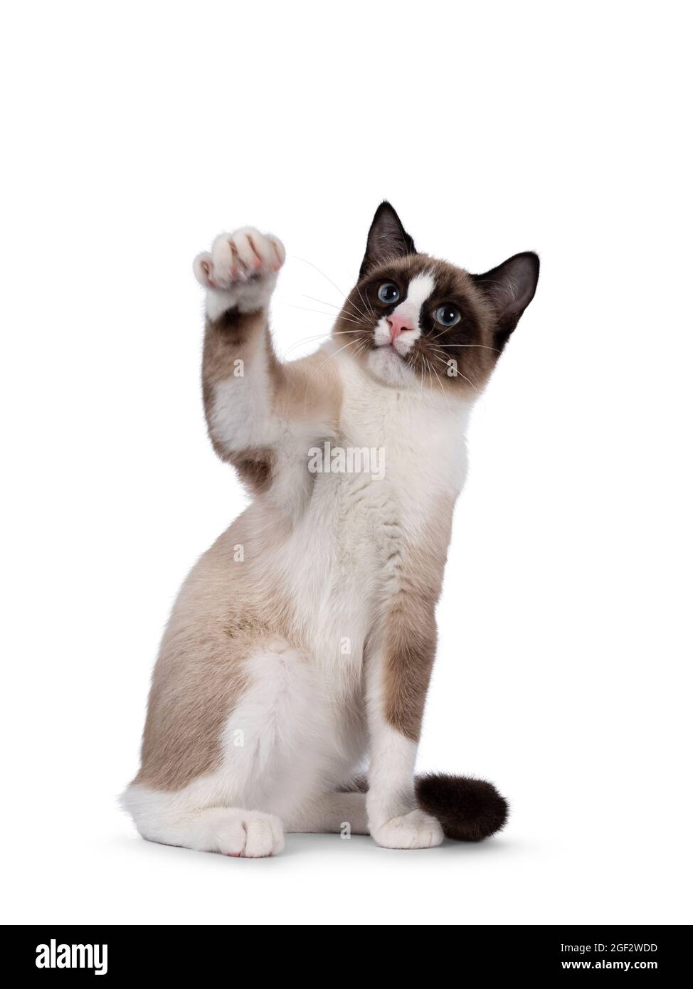 Adorable young Snowshoe cat kitten, sitting up front view. Looking ...