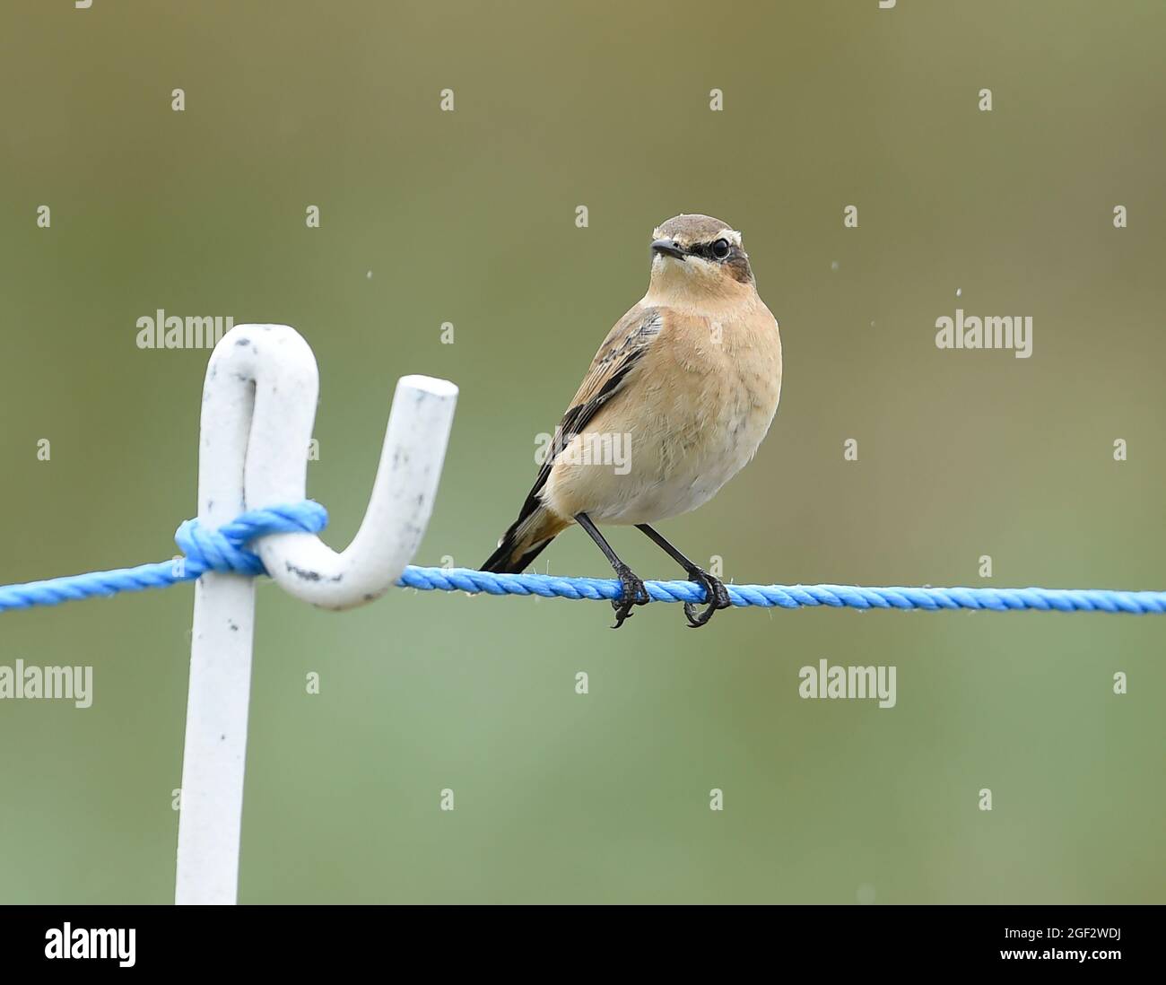 Female wheatear hi-res stock photography and images - Alamy