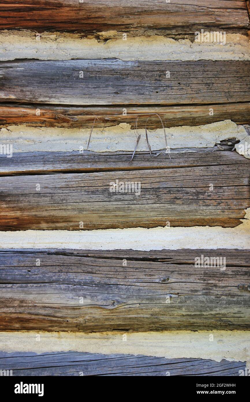 Vintage log cabin wall with beer and mud clay infill on a bright sunny ...