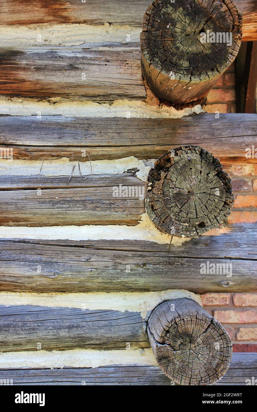 Vintage log cabin wall with beer and mud clay infill on a bright sunny ...