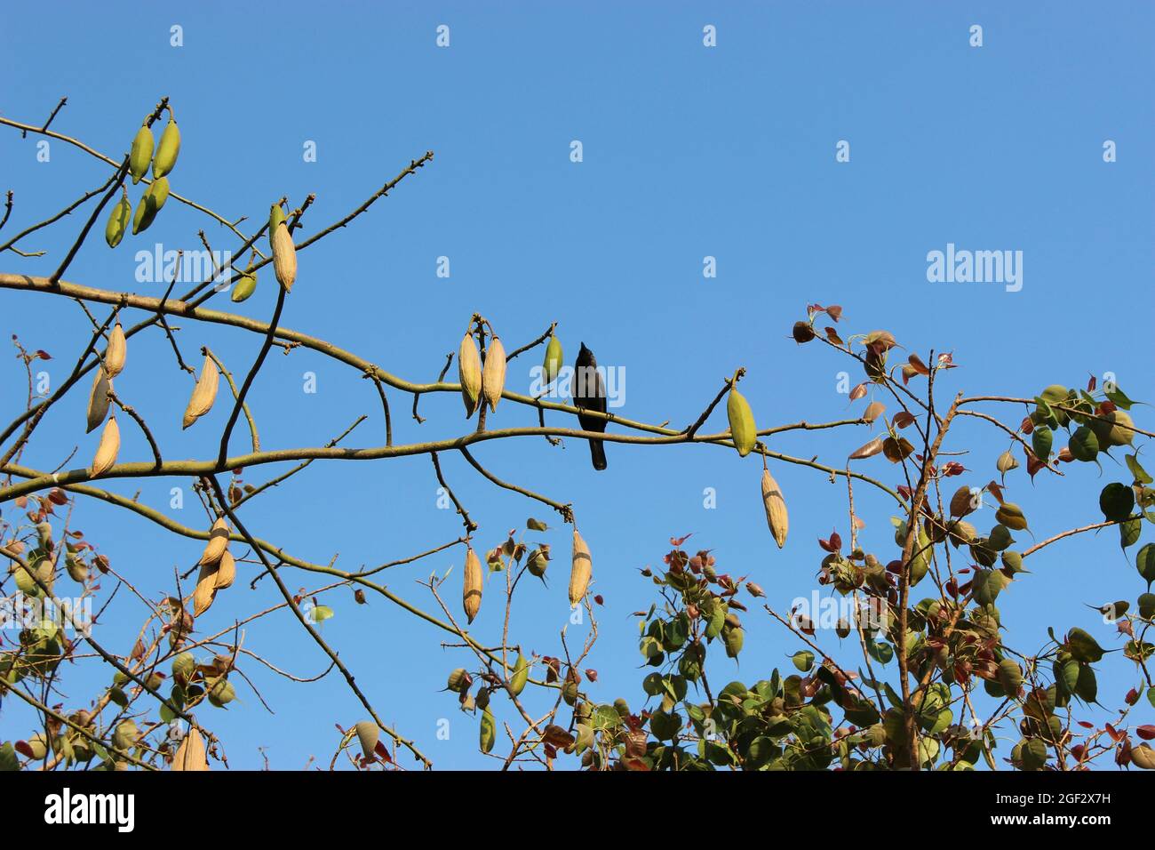 Kapok Tree Hi Res Stock Photography And Images Alamy