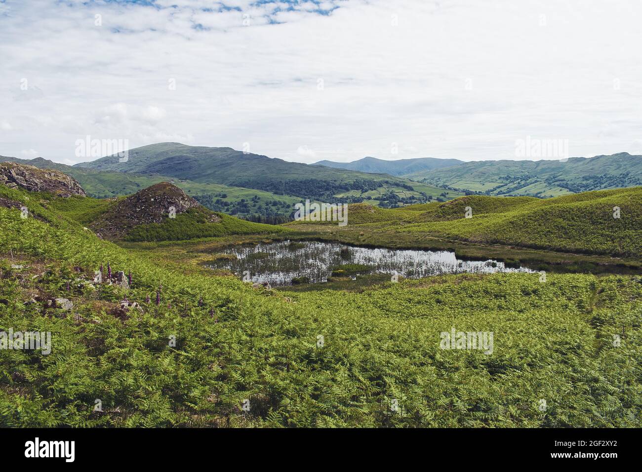 Pond tarn hi-res stock photography and images - Alamy