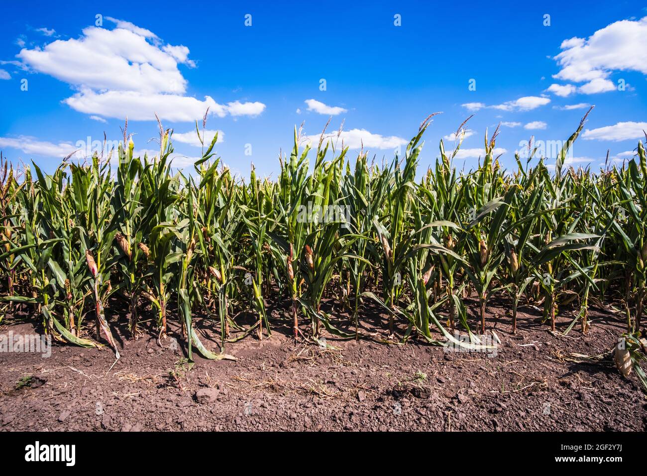 Devastated and dry corn field because of long drought in summer Stock ...