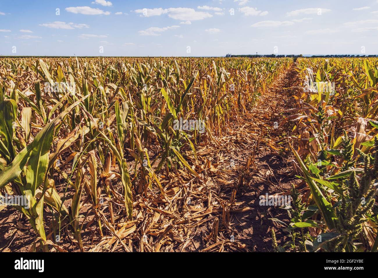Corn stover hi-res stock photography and images - Alamy