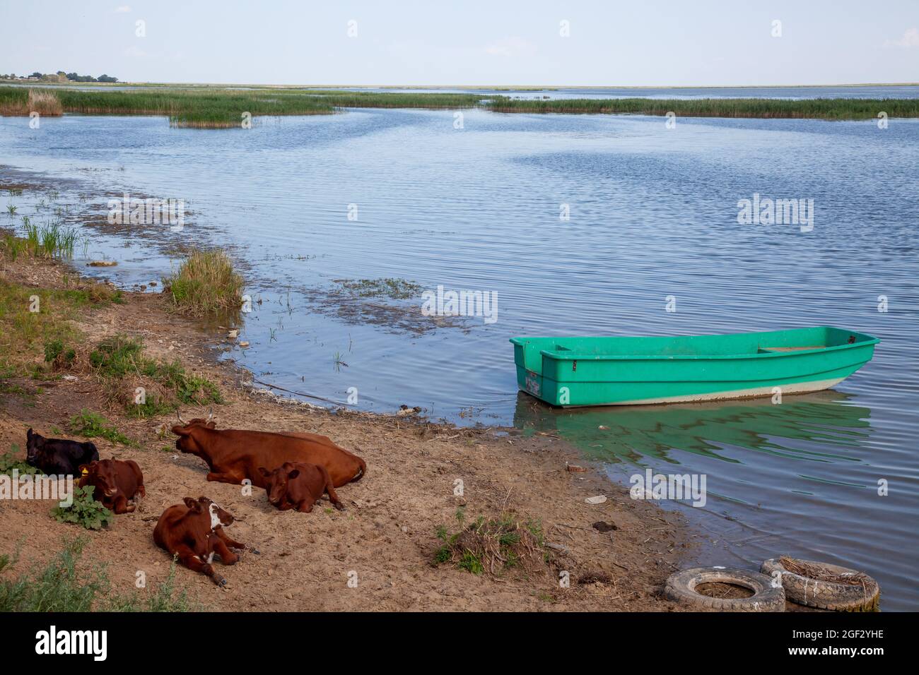 Cows transport boat hi-res stock photography and images - Alamy
