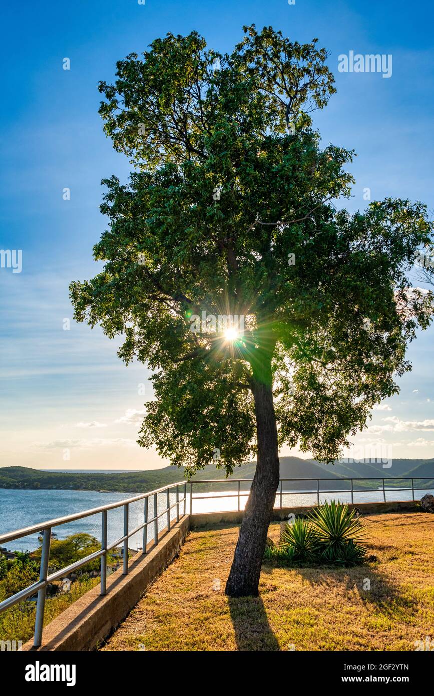 Lonely tree in coastline, Santiago de Cuba, Cuba, 21 November 2016 ...