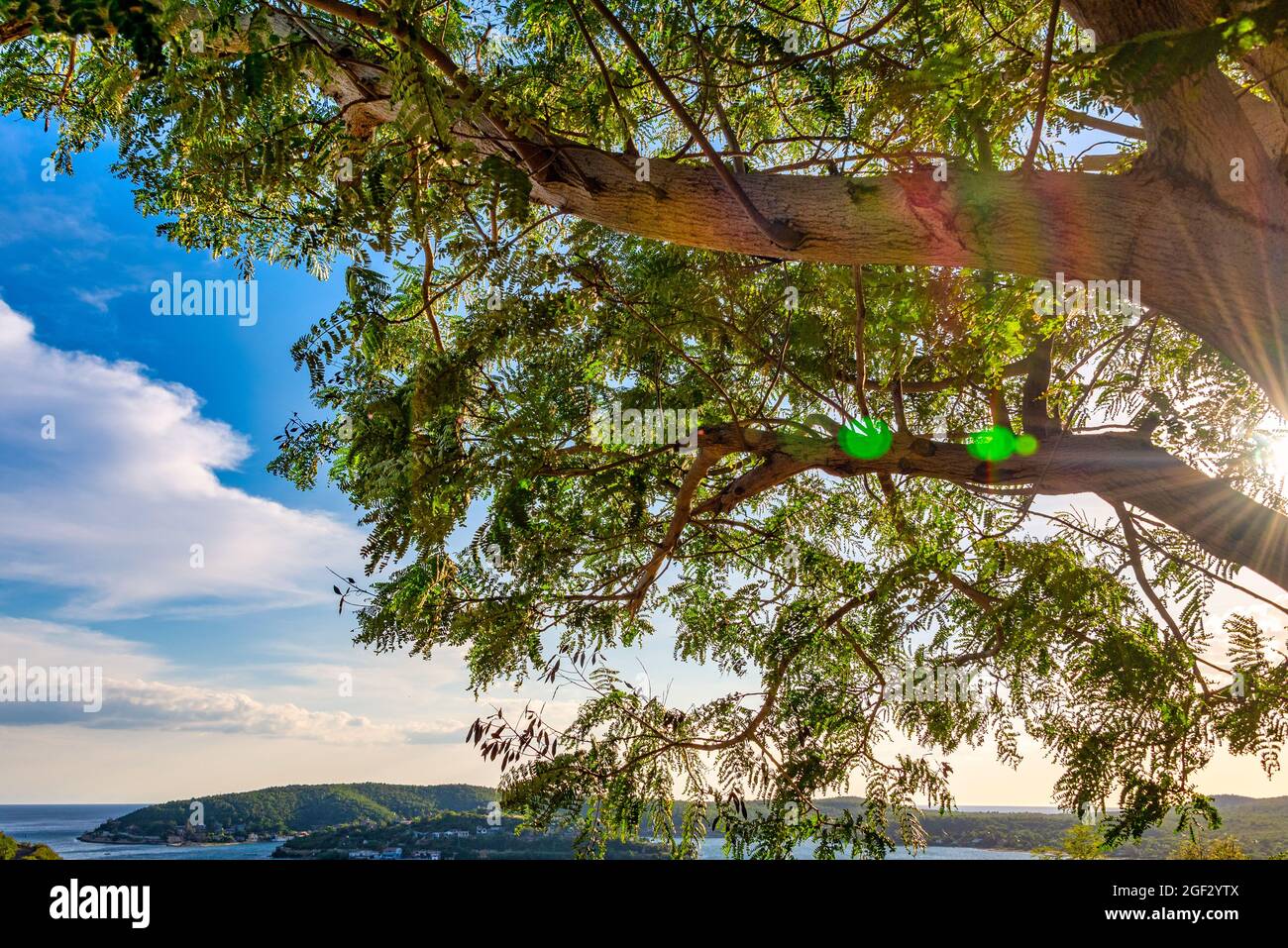 Sunbeam and leaves hi-res stock photography and images - Alamy