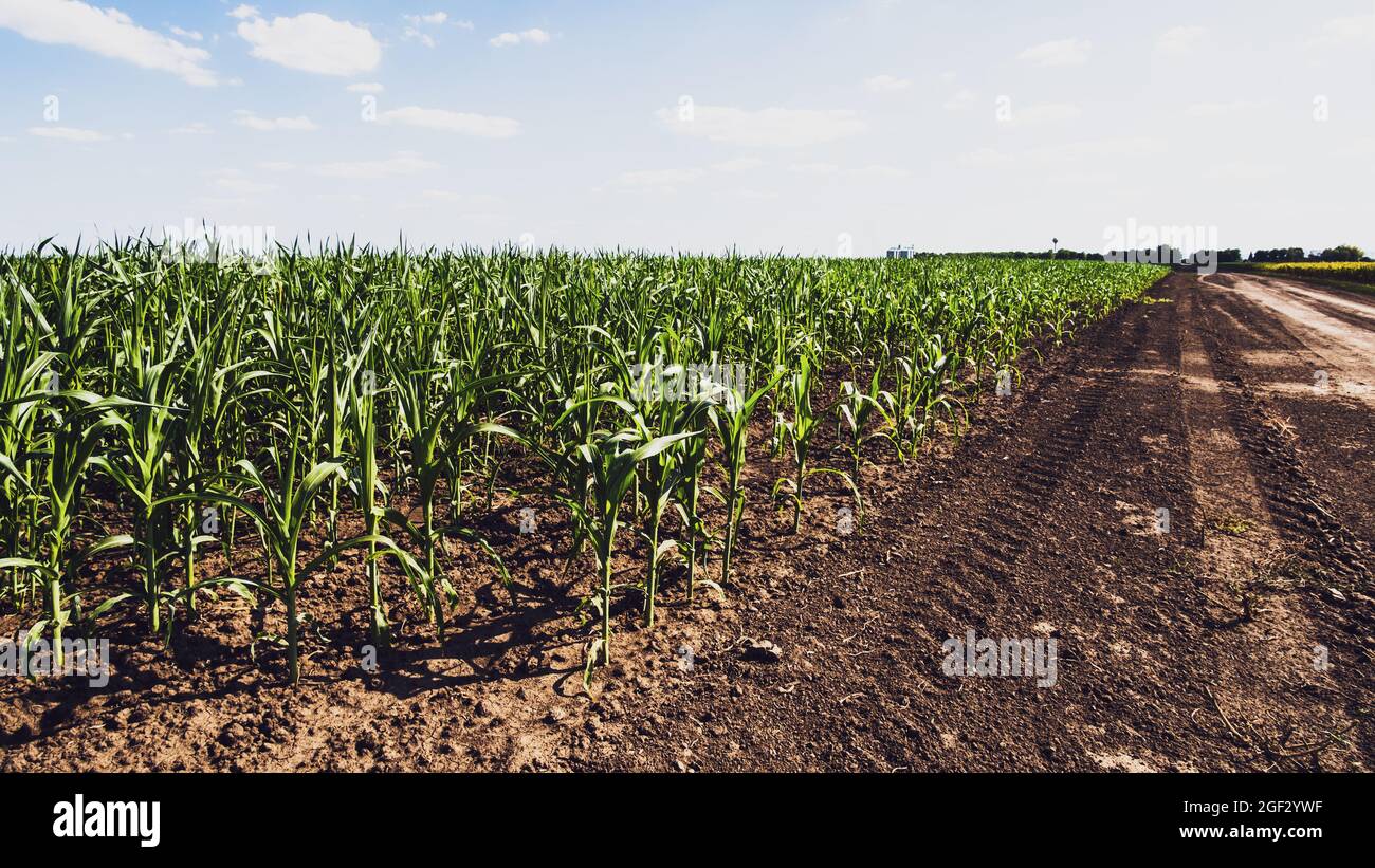 Corn field in summertime. Landscape image of green corn field with blue ...