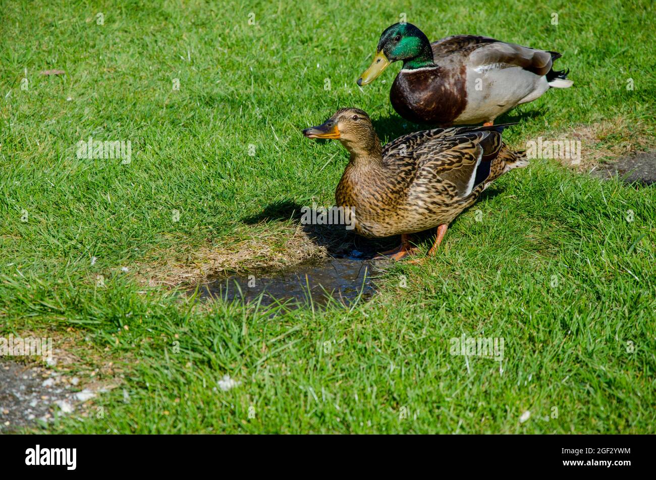 English garden birds hi-res stock photography and images - Alamy