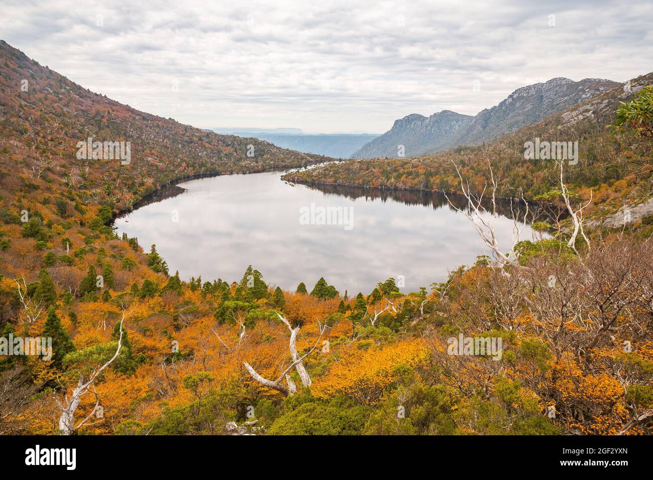 Beautiful view of Fagus trees on the coast of Hanson Lake near Cradle ...
