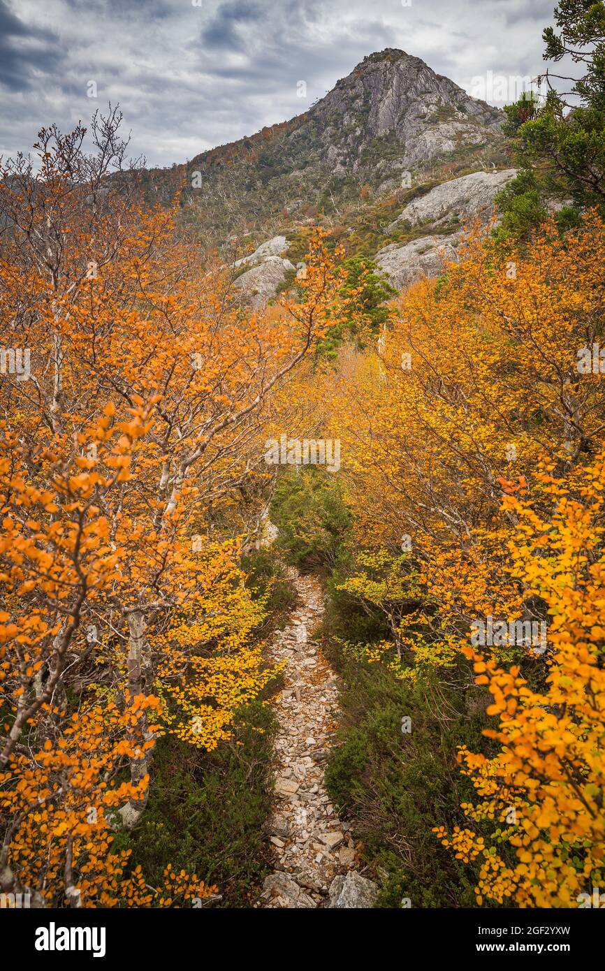 Beautiful view of Fagus trees near Cradle Mountain, Tasmania Stock ...