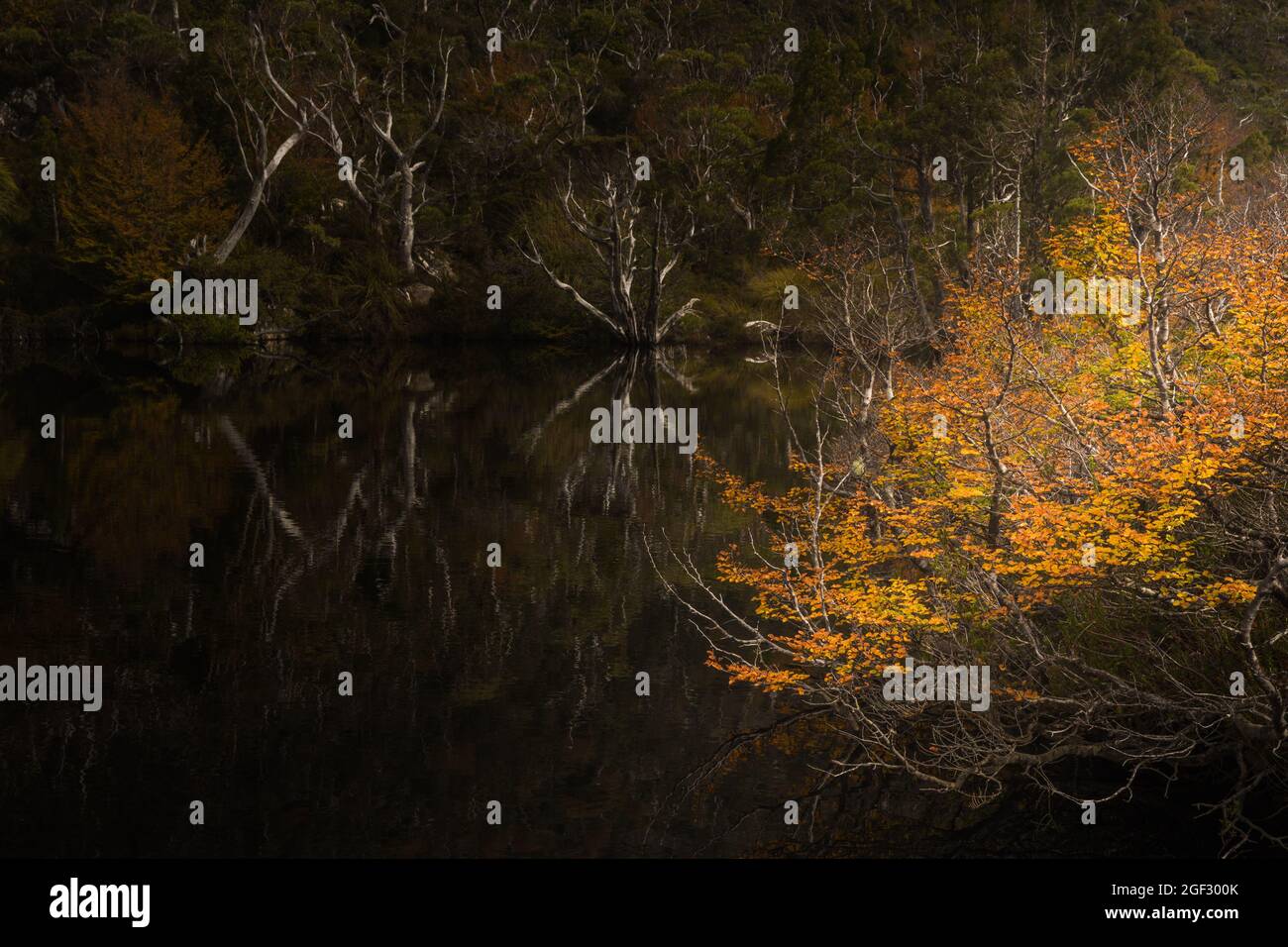 Beautiful view of autumn Fagus trees reflected in the lake Hanson near ...
