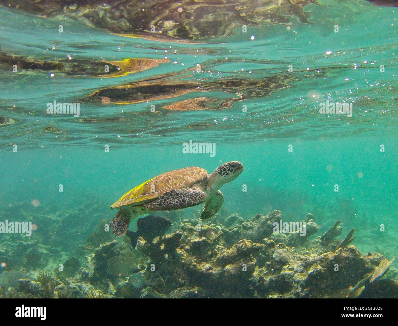 Sea Turtle Mexico Stock Photo - Alamy