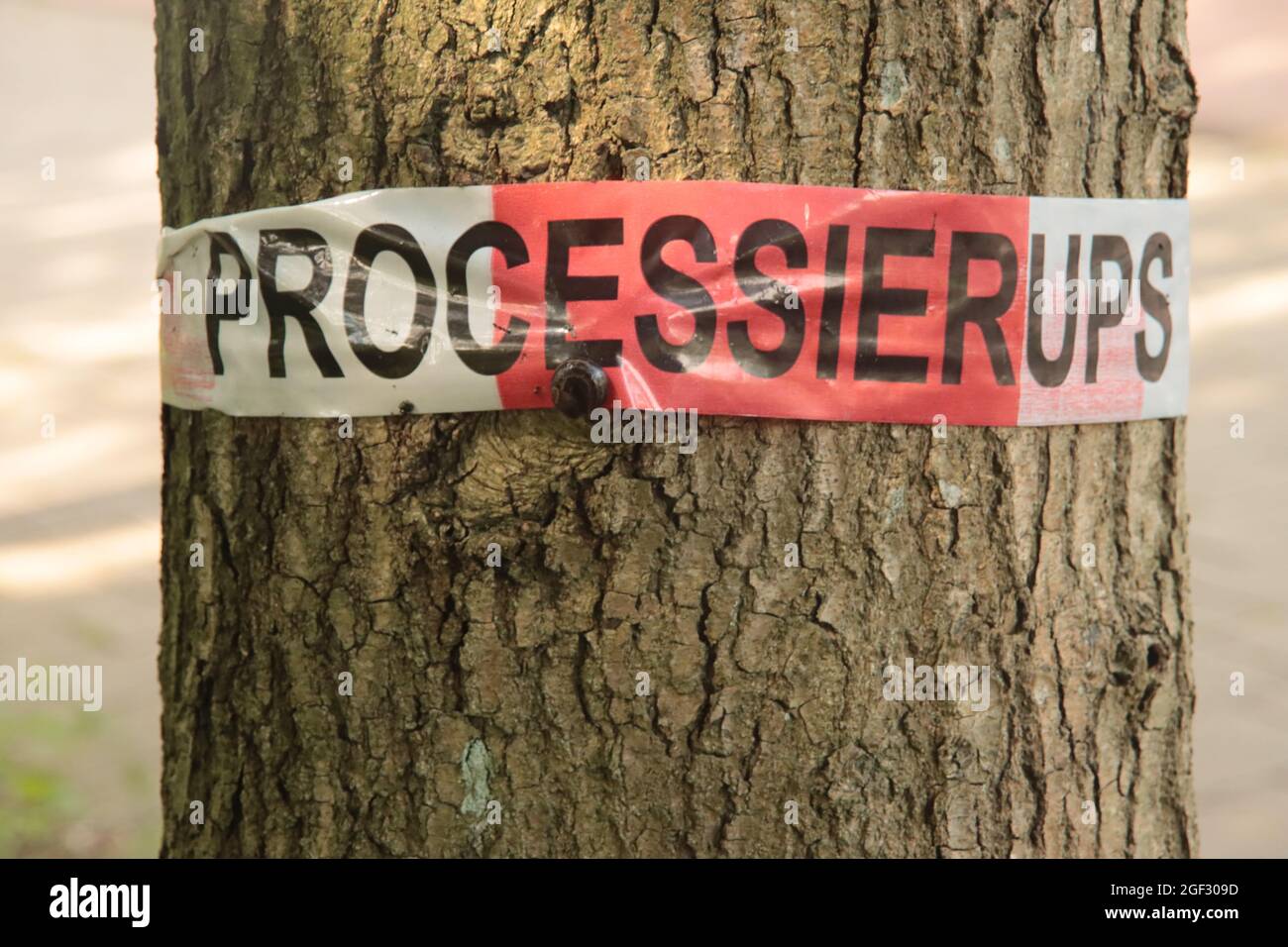 Warning ribbon around an oak tree for the oak processionary caterpillar ...