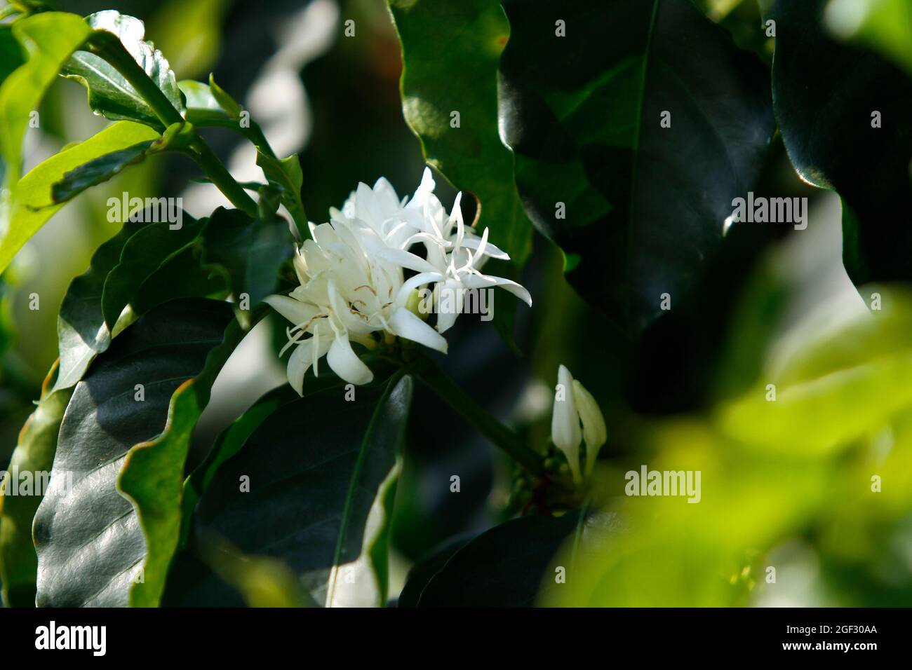Flowering coffee in detail, in a coffee farm in Minas Gerais, Brazil ...