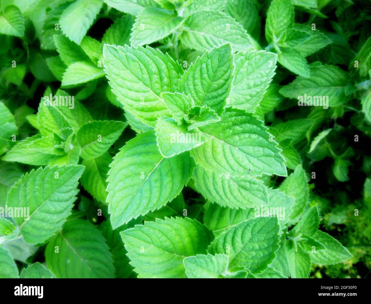 Green mint leaves in the garden Siberia Russia. Top view nature ...