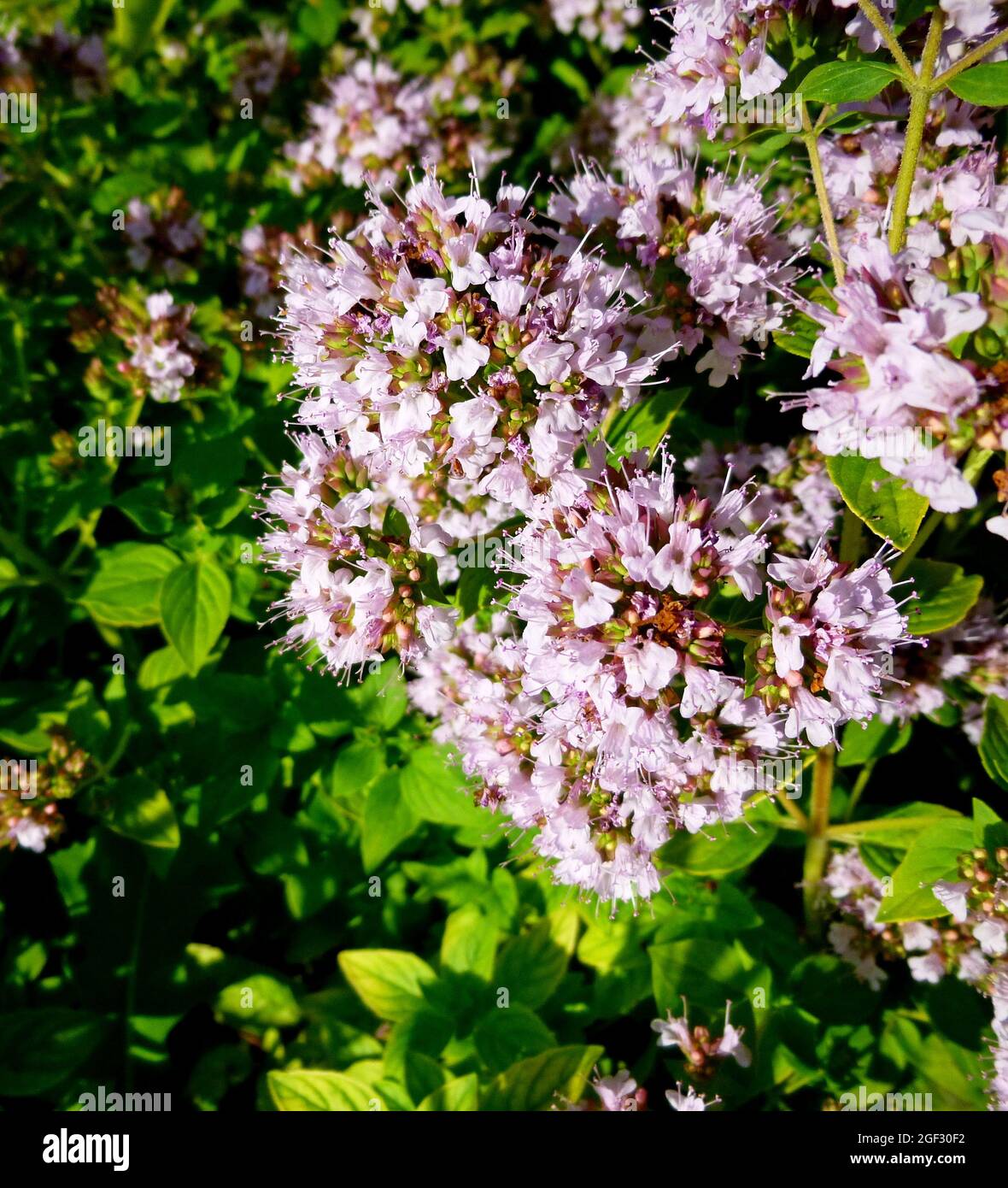 Oregano, Origanum vulgare in the garden Siberia Russia. Close-up view ...