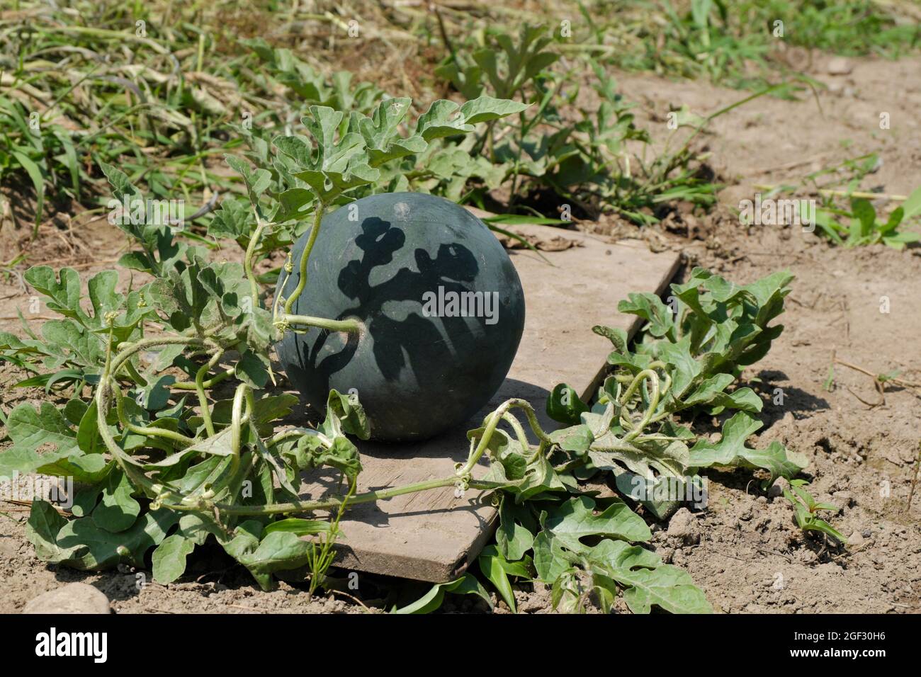 Watermelon plot hi-res stock photography and images - Alamy