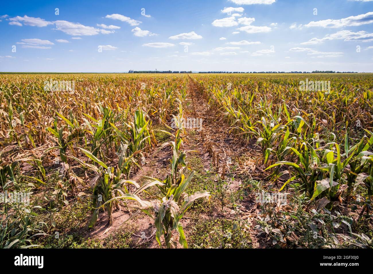 Devastated and dry corn field because of long drought in summer Stock ...