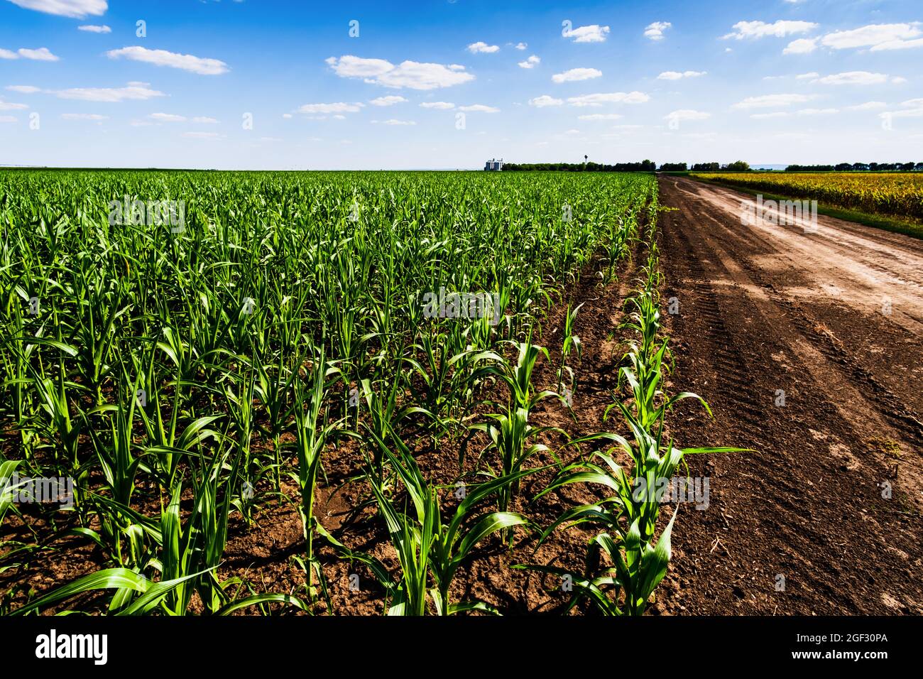 Corn field in summertime. Landscape image of green corn field with blue ...