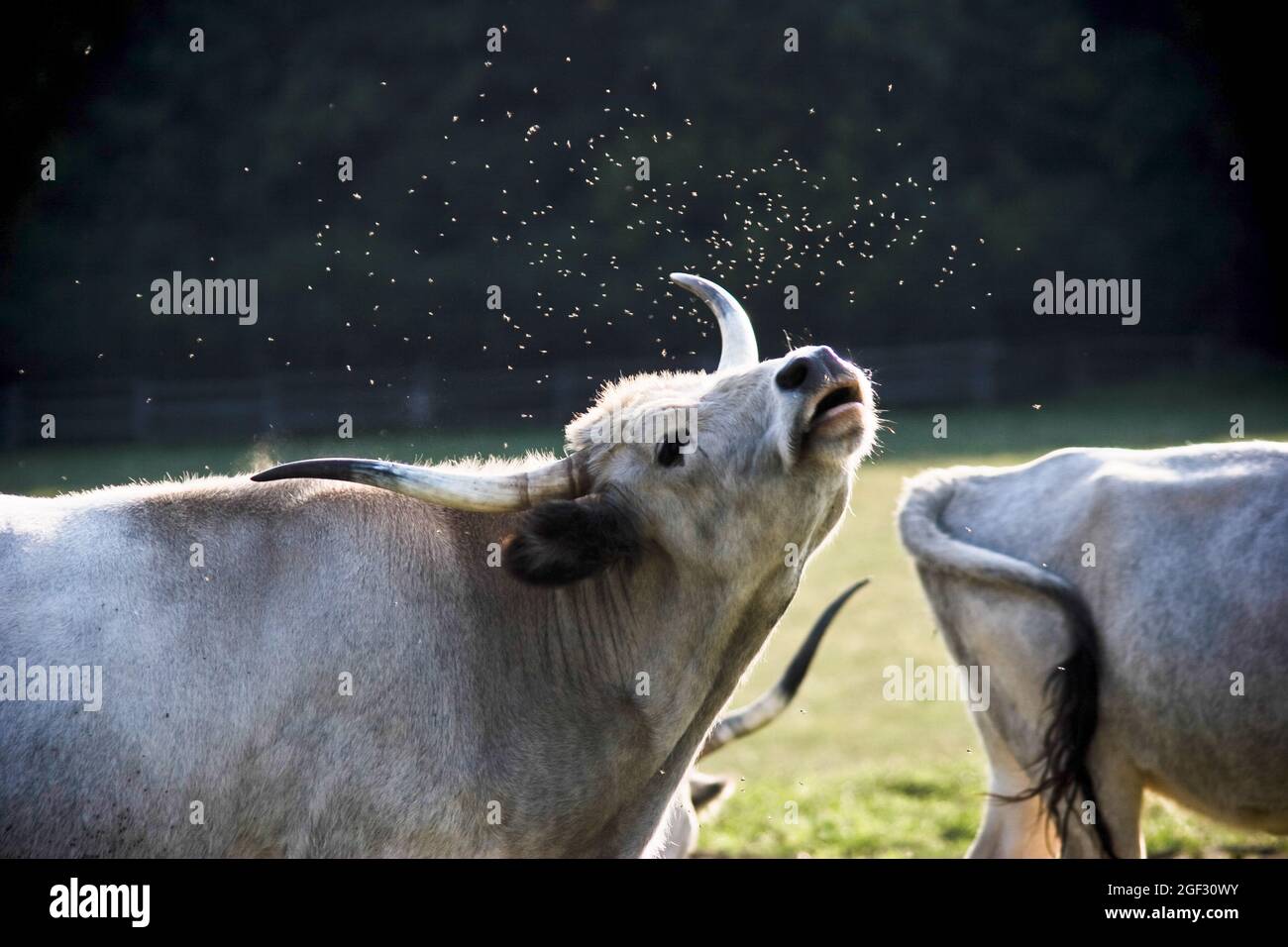Hungarian cow breed hi-res stock photography and images - Alamy