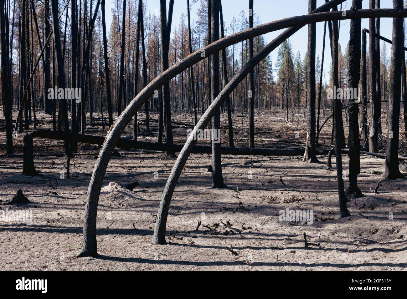 Destroyed and burned forest after extensive wildfire, charred twisted ...
