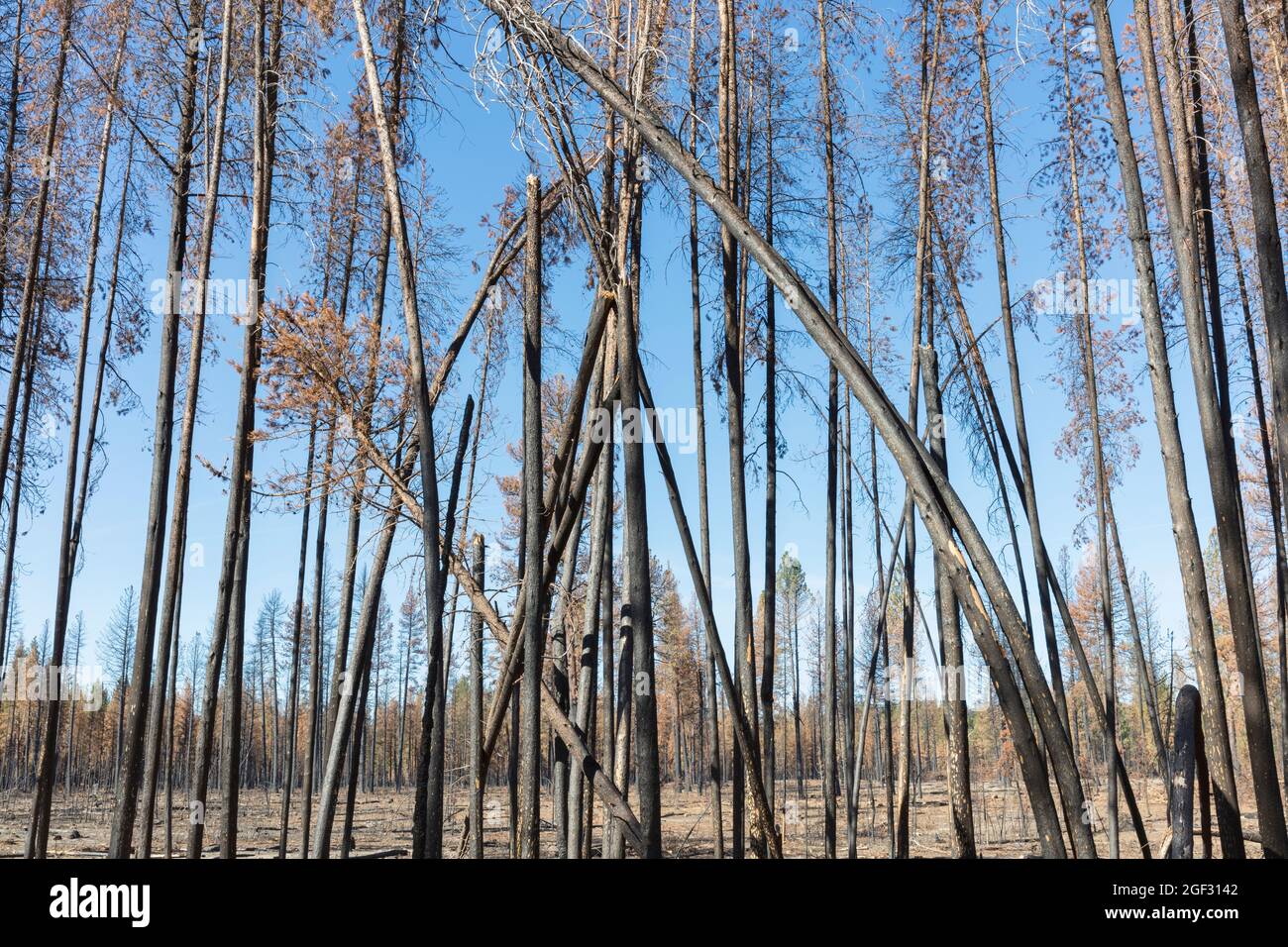Destroyed and burned forest after extensive wildfire, trees charred and ...