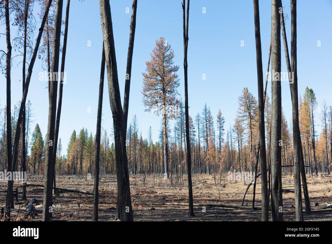 Aftermath of a forest fire, charred tree trunks and shadows Stock Photo ...