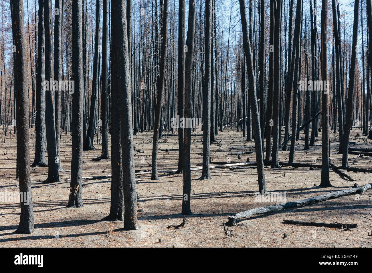 Aftermath of a forest fire, charred tree trunks and shadows Stock Photo ...